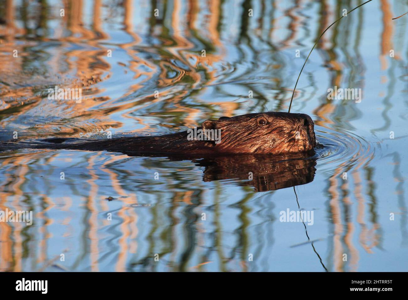 Selective of a beaver swimming in a river Stock Photo - Alamy