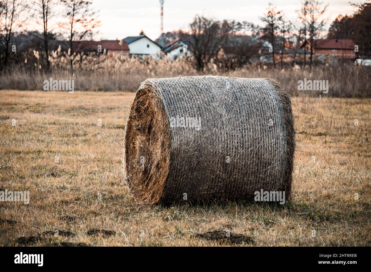 Round hay bales lying in the field at sunset on the forest edge Stock ...