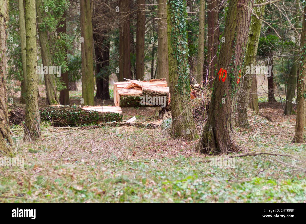 Chopped trees in the forest with withered and mossy trees Stock Photo ...
