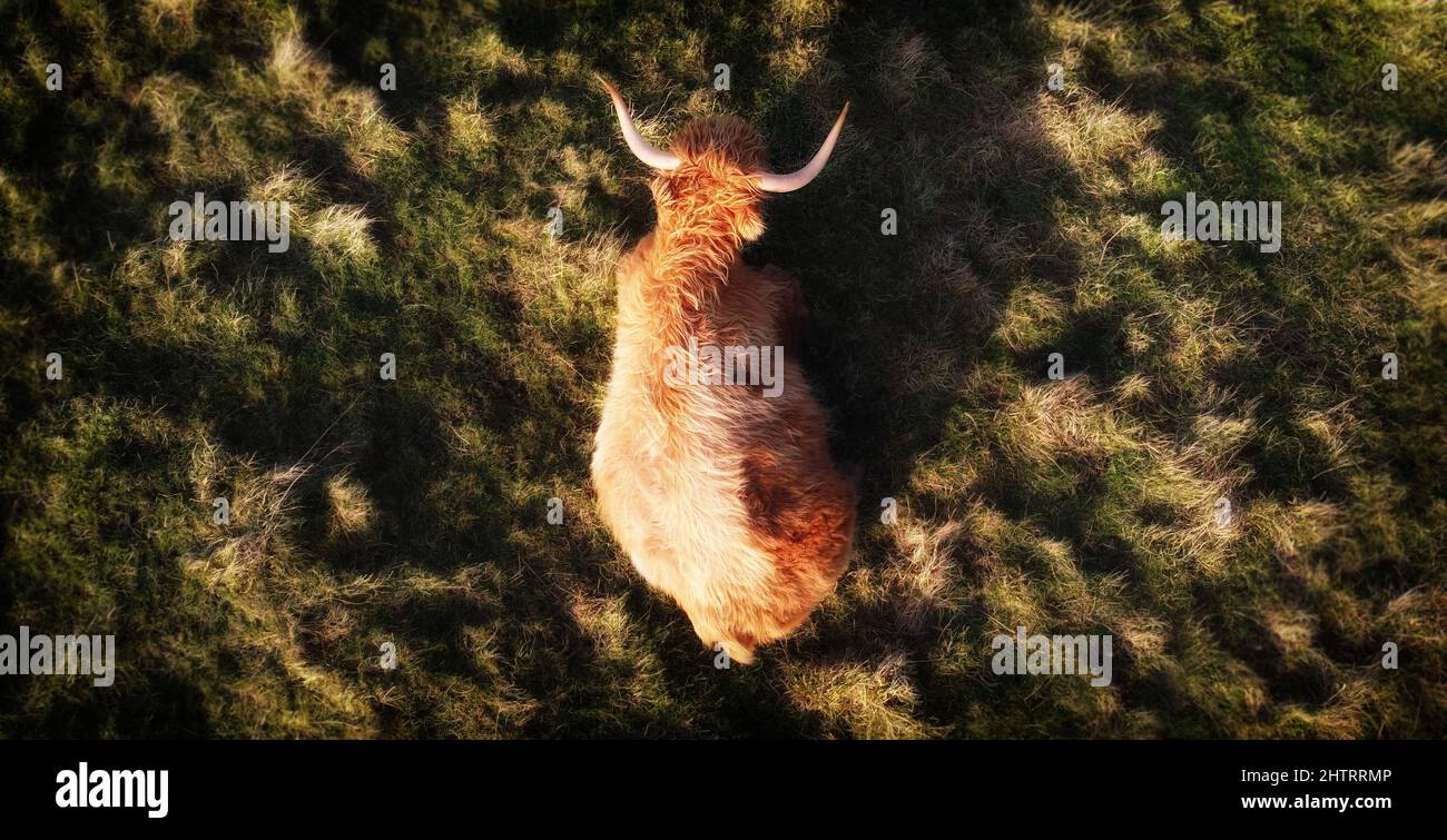 Aerial view of scottish highland cow in the field Stock Photo - Alamy