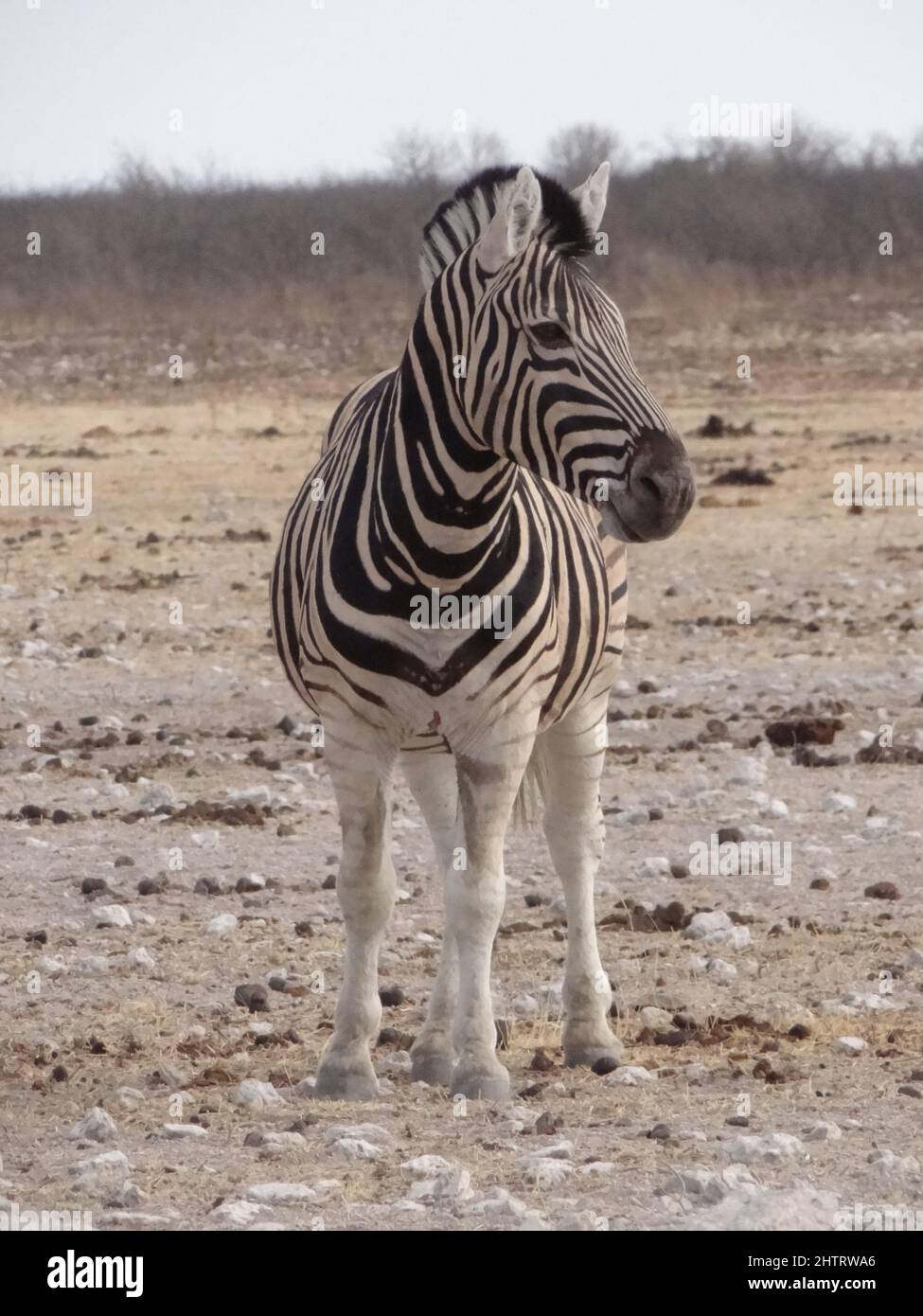 Vertical closeup portrait of a zebra standing in the Namibian savannah ...