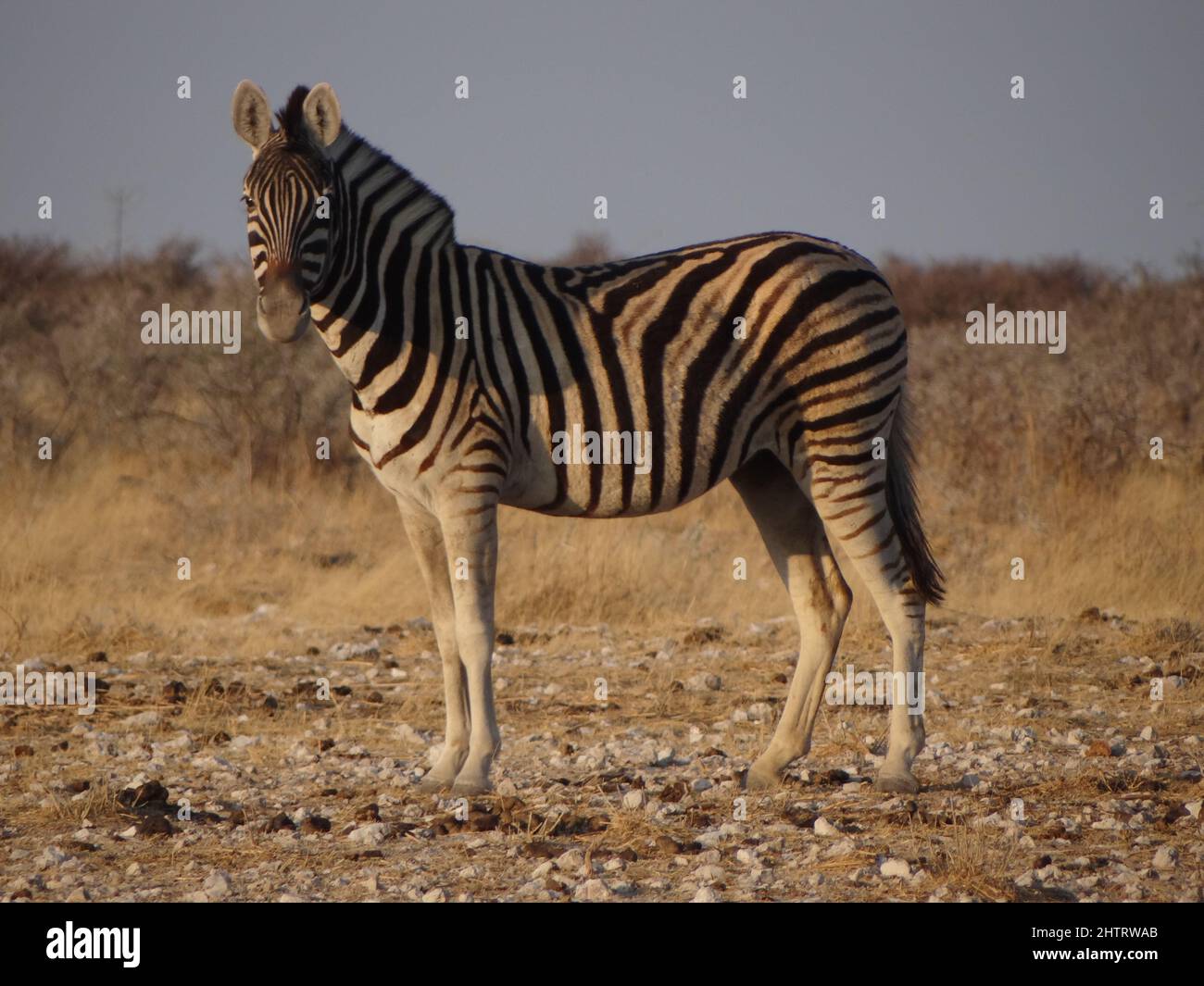 Closeup of a zebra standing in the Namibian savannah and looking ...