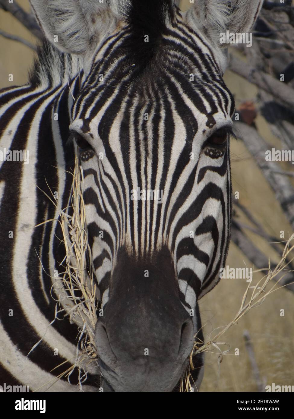 Vertical closeup of a zebra standing in the Namibian savannah and ...