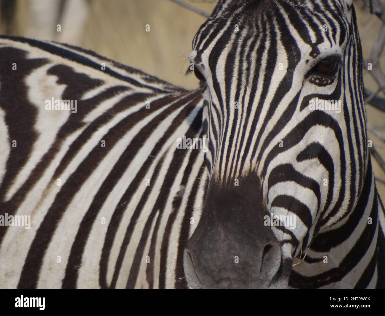 Closeup portrait of a zebra standing in the Namibian savannah and ...