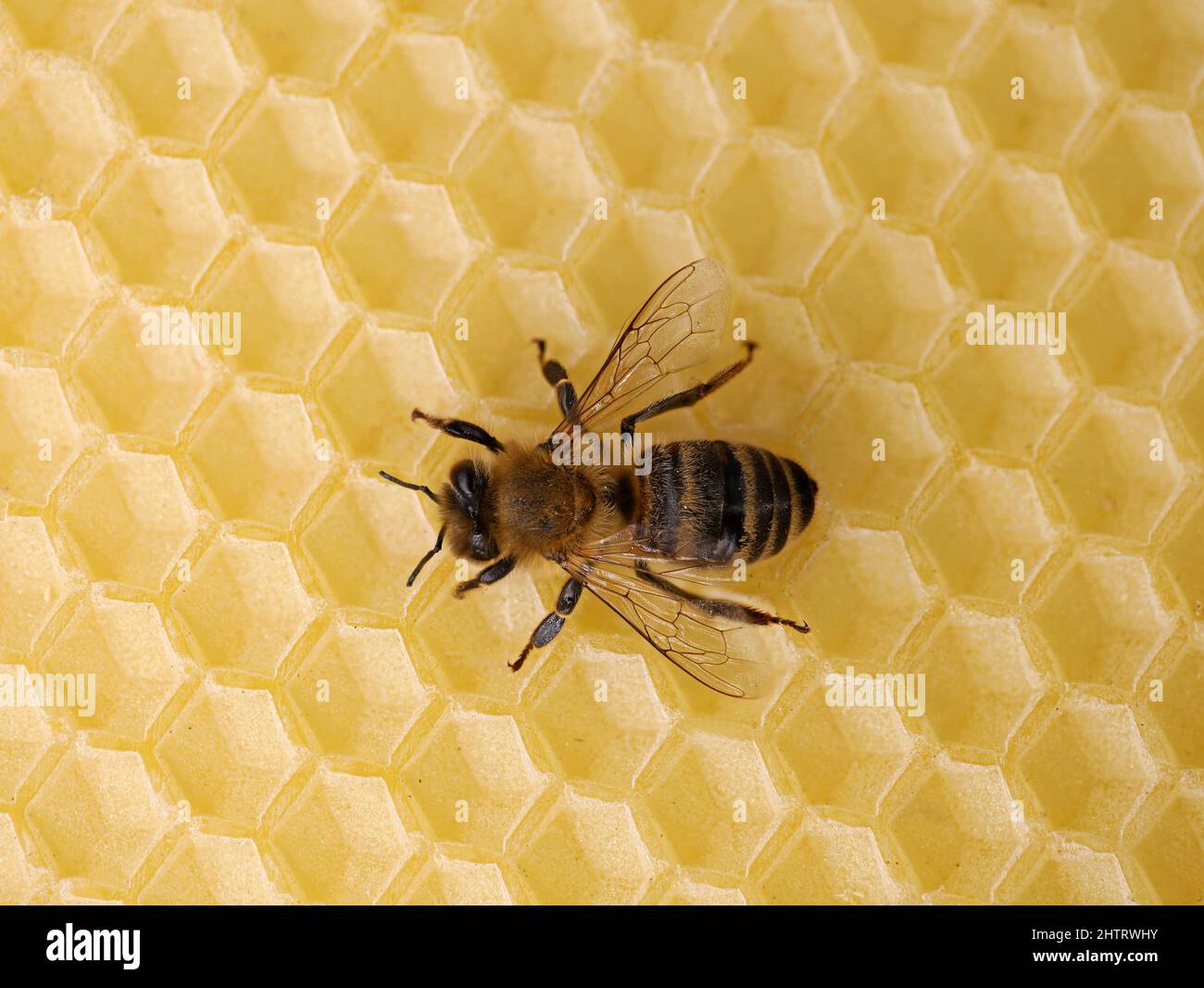 Top view of single honey bee on new wax center panel, apis mellifera on ...