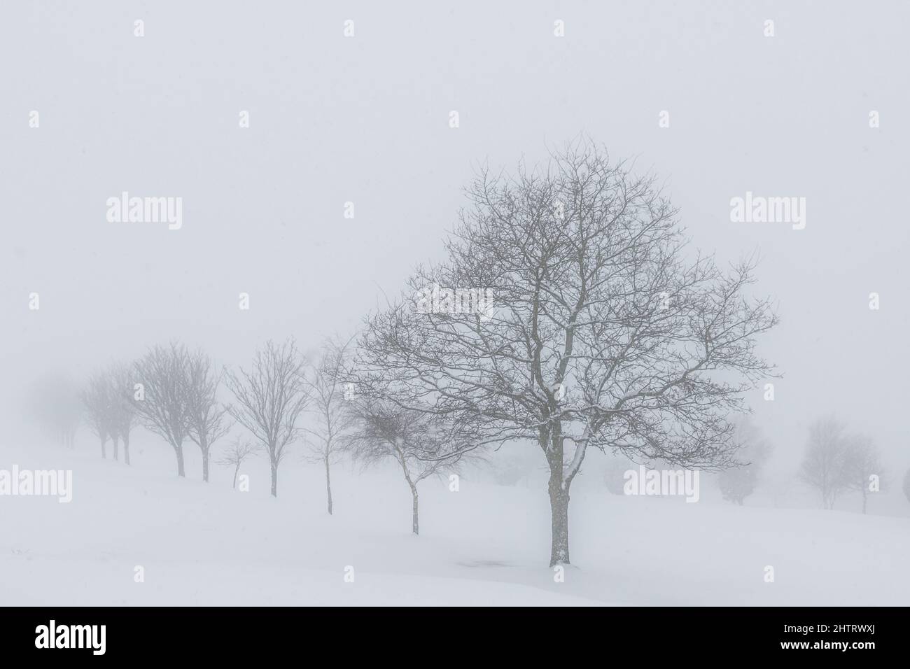 Row branch hi-res stock photography and images - Alamy