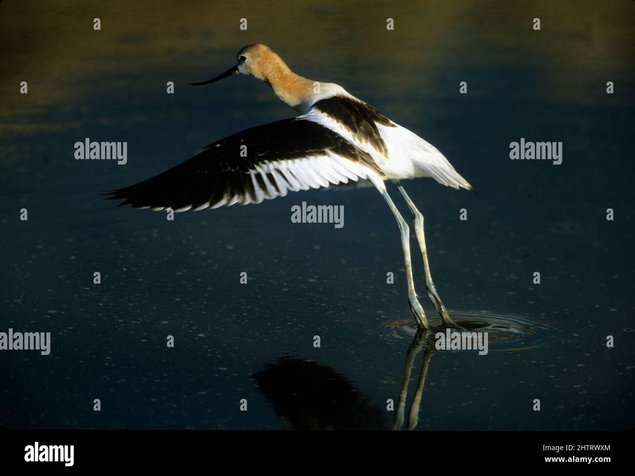 American avocet flight Bear River Migratory Bird Refuge Stock Photo - Alamy