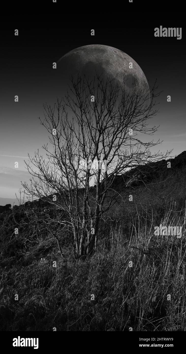 Vertical grayscale of the mountain with dried tree with the big moon on ...