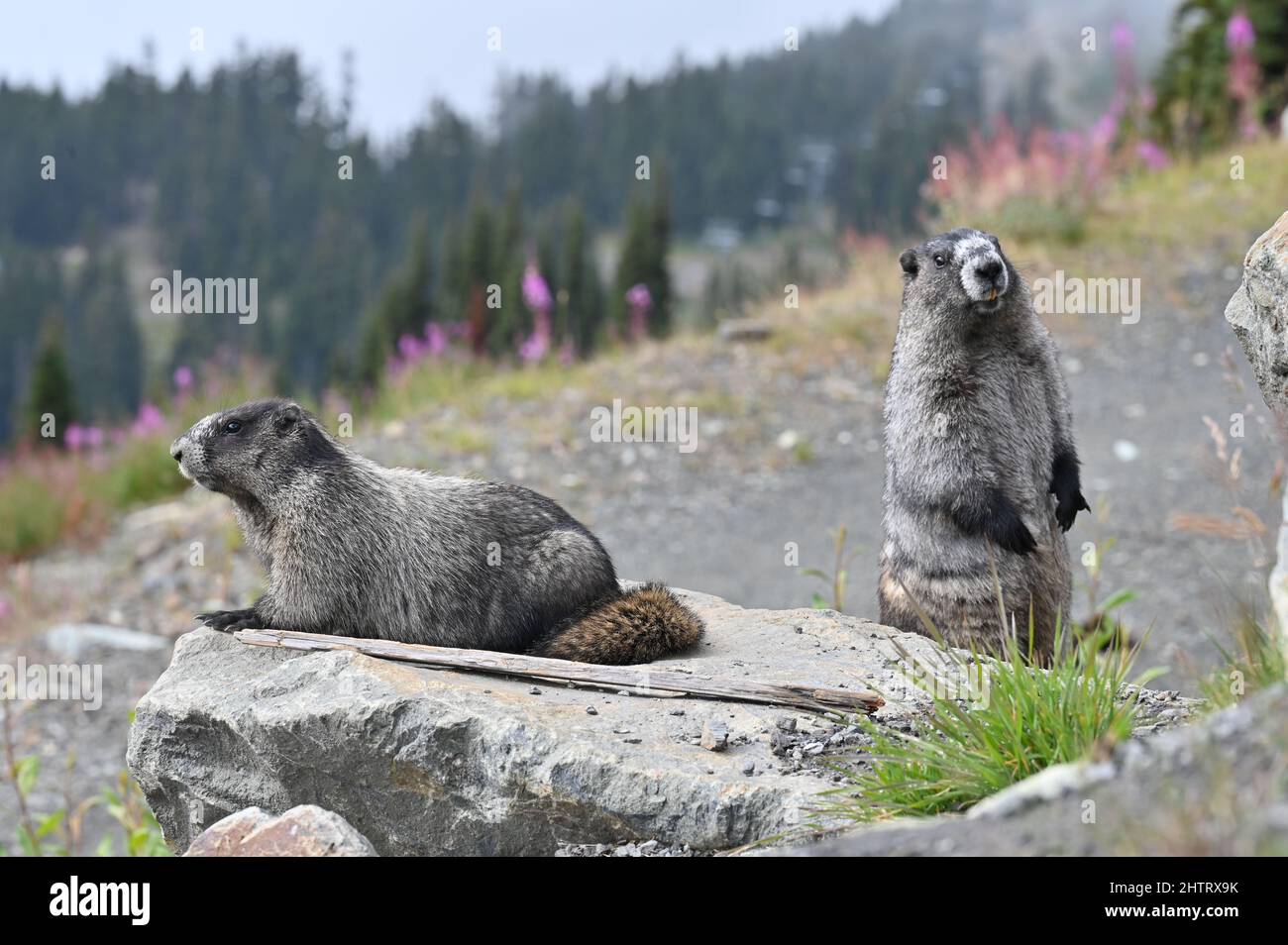Marmot funny hi-res stock photography and images - Alamy