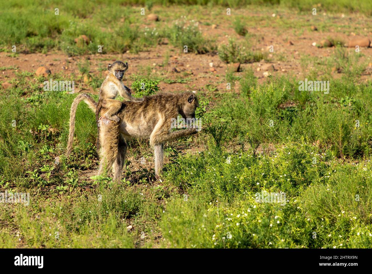 mother baboon eating small weeds. A baby baboon is sitting on her back ...
