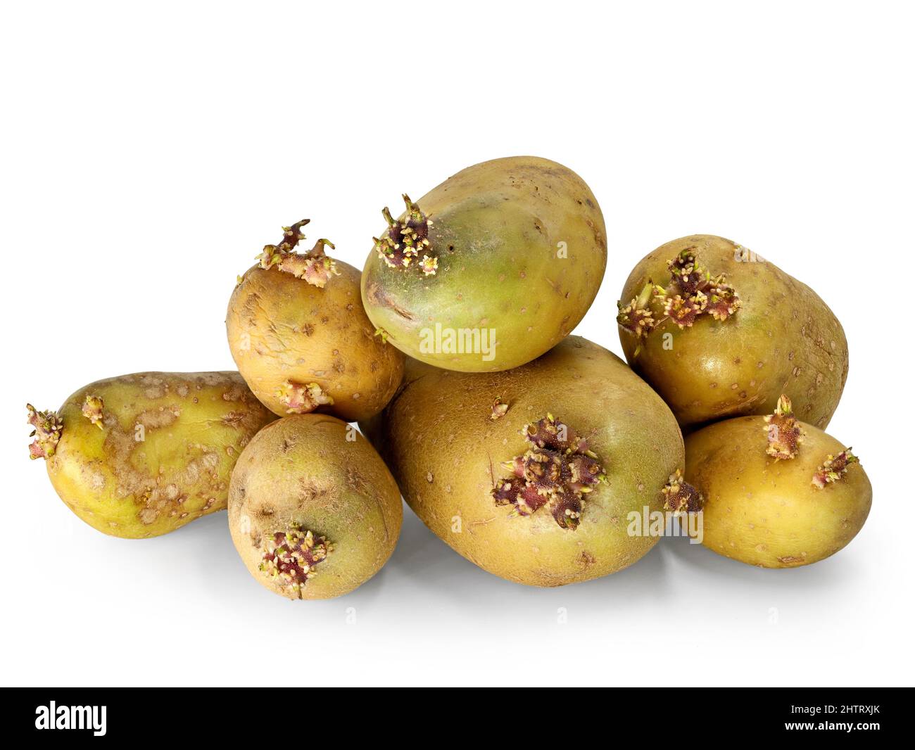 old sprouted potatoes isolated on white background Stock Photo - Alamy