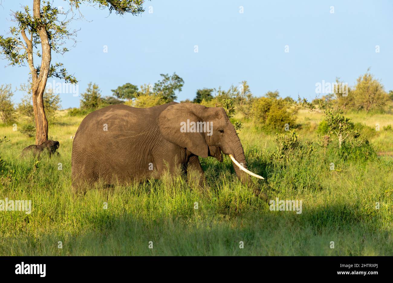 Elephant teeth hi-res stock photography and images - Alamy