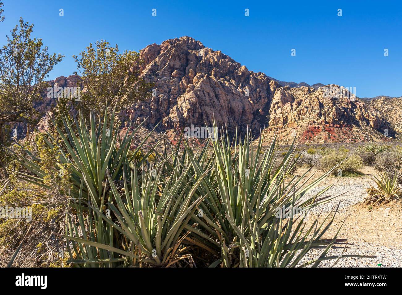 Yucca plants in desert landscape in Nevada Stock Photo - Alamy