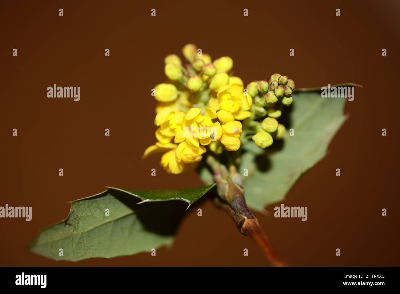 Flower blossoming Berberis aquifolium family berberidaceae macro ...