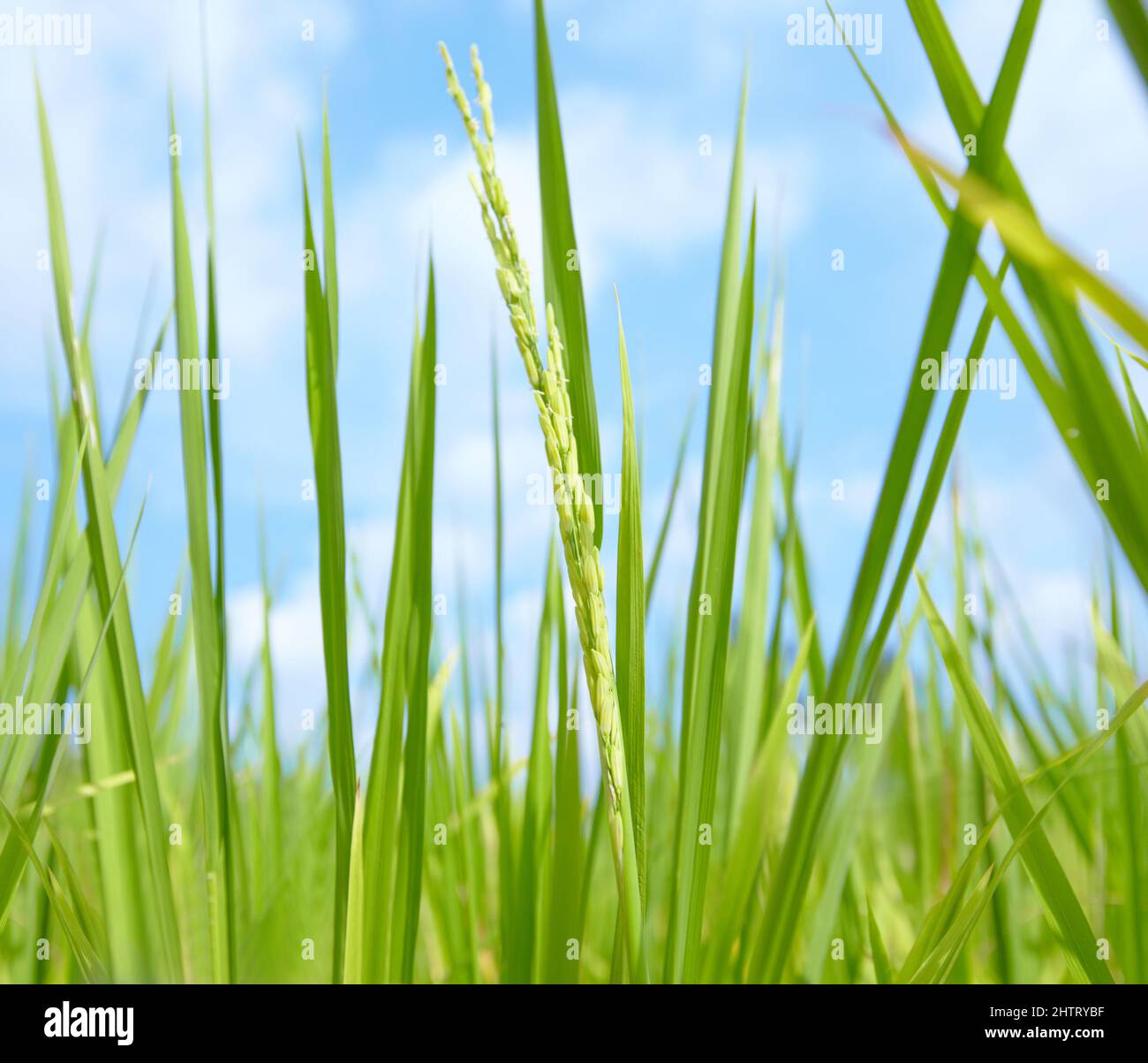 Thai Hom Mali rice. Closeup view of the rice itself on a rice plant ...