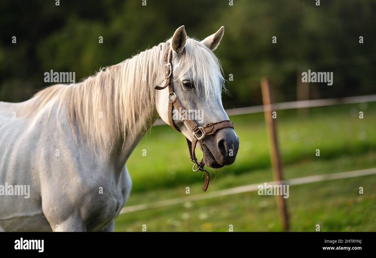 White Arabian horse standing on green meadow, blurred forest background ...