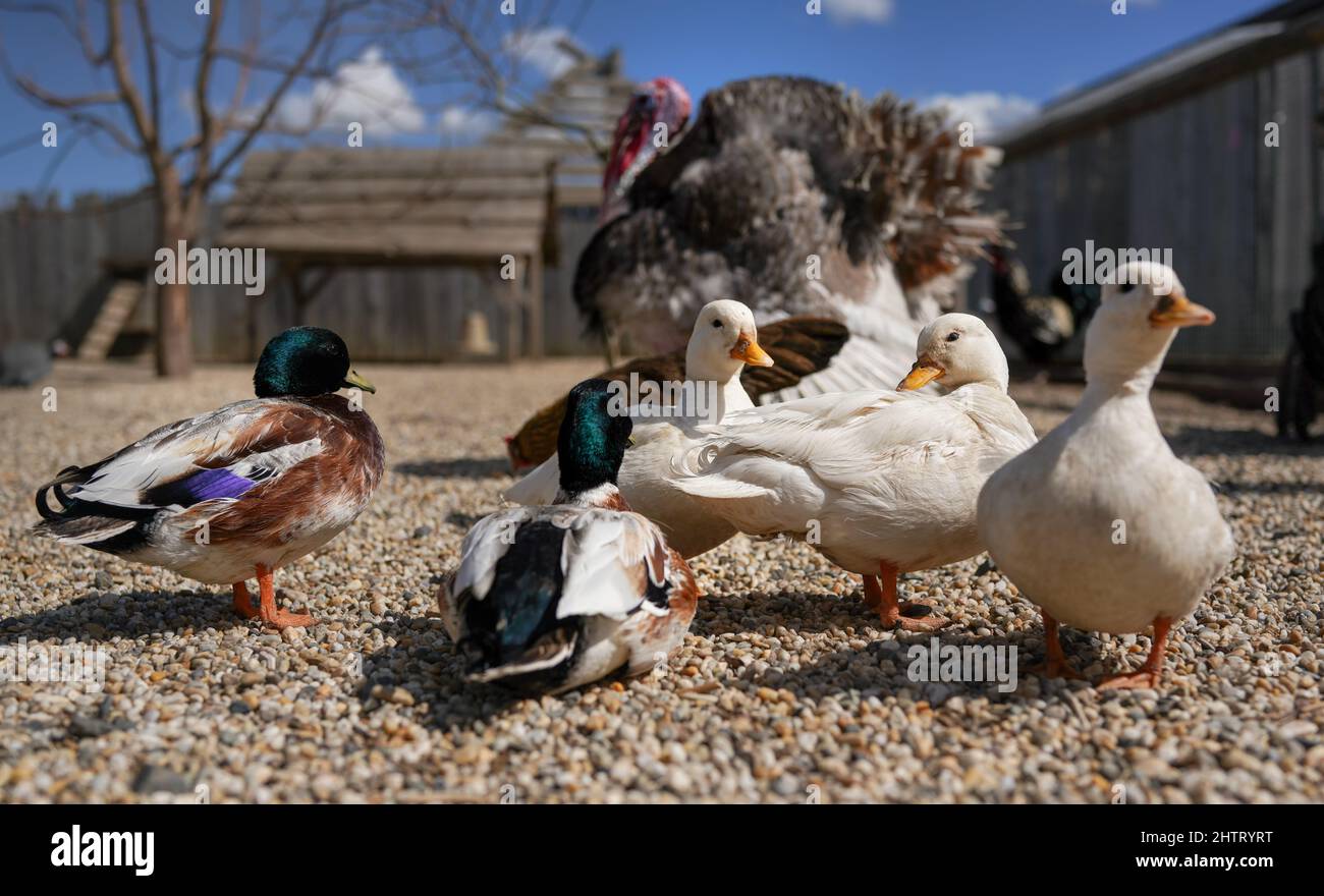 Group of ducks on small round stones ground, blurred farm background ...