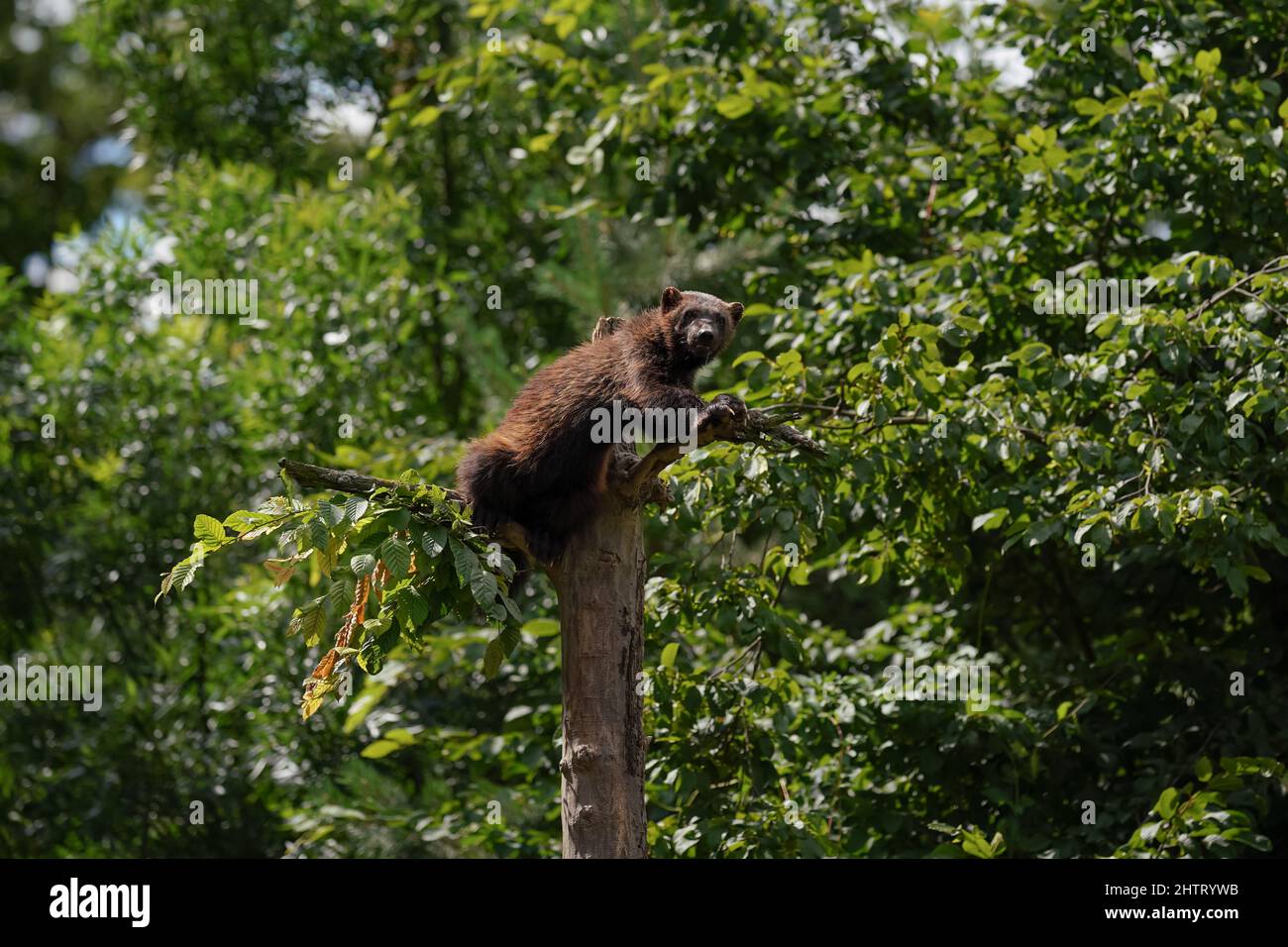 Wolverine aka wolverene - Gulo gulo - resting on top of dry tree ...