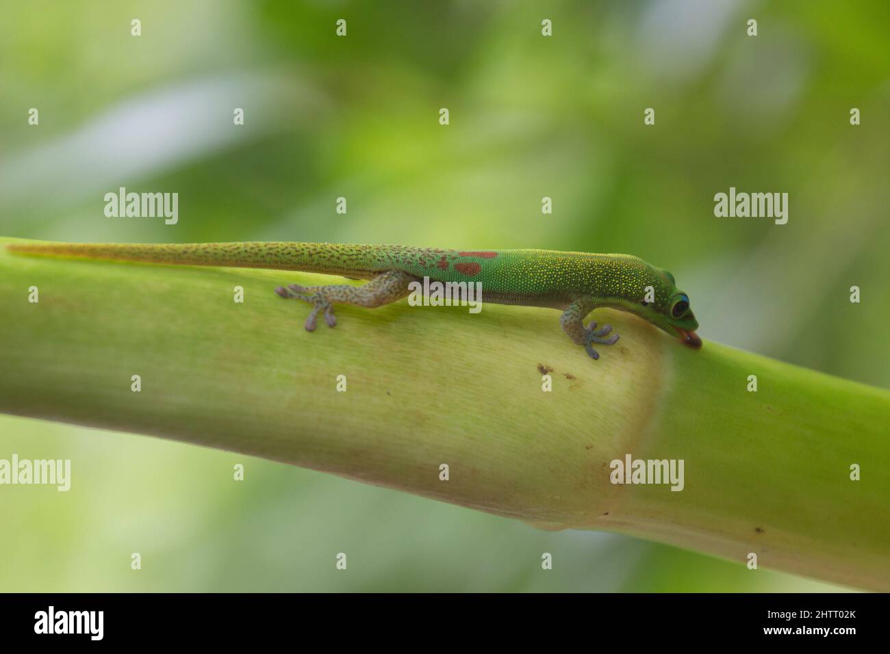 Closeup of a green gecko sitting on a bamboo against a blurry green ...