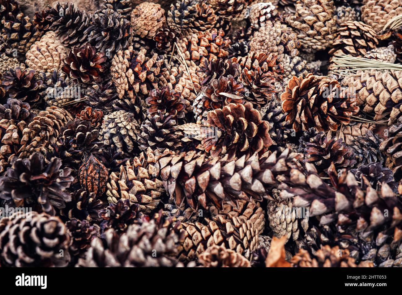 Pile of different coniferous trees cones, used as decoration - abstract ...
