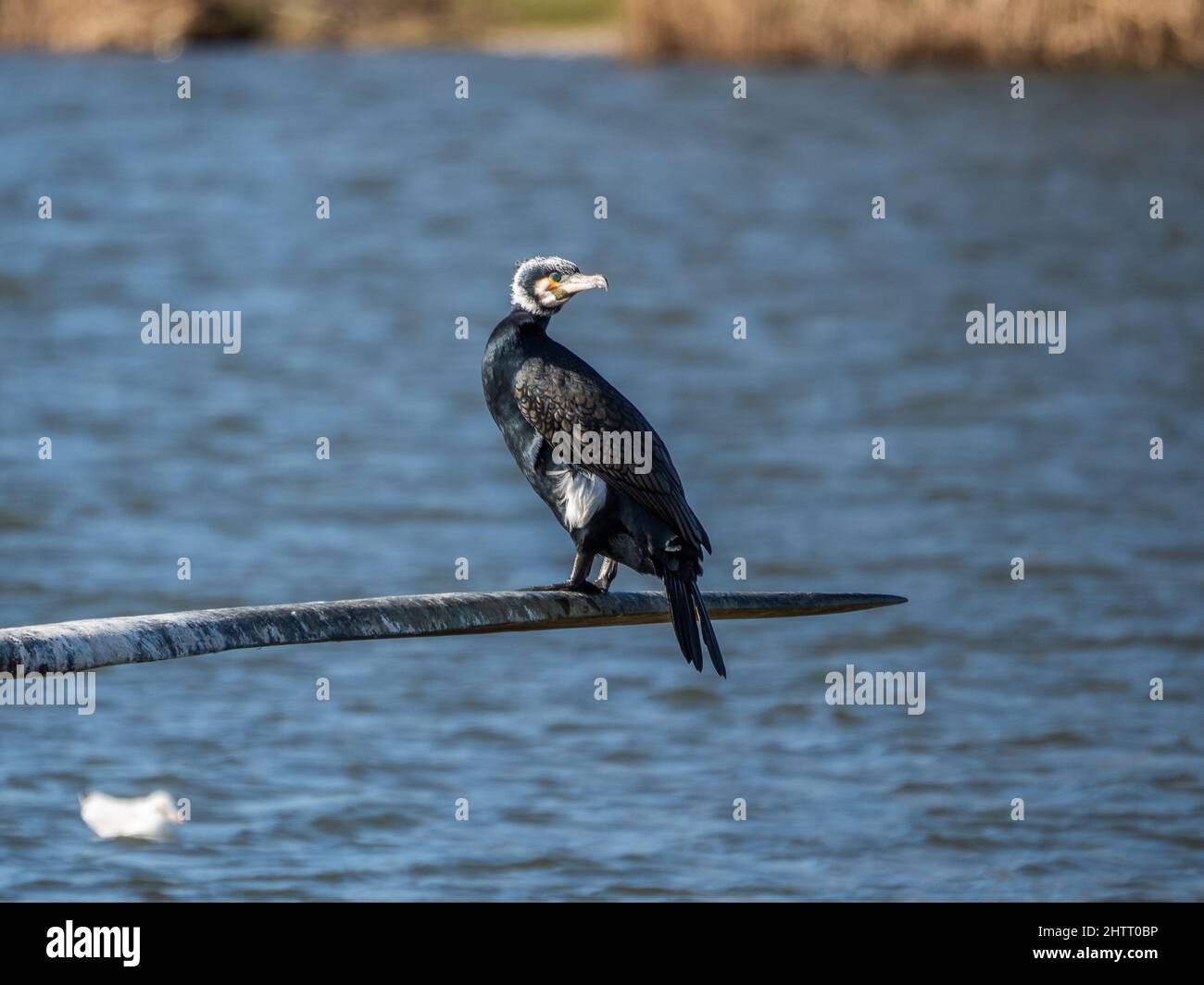 Cormorant in breeding plumage looks back over shoulder, JCB Lakes ...