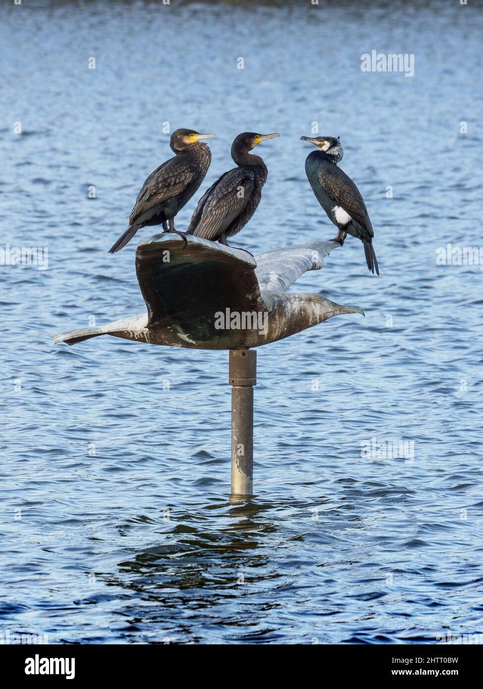 Group of three Cormorants sitting on a lake sculpure at JCB Lakes ...