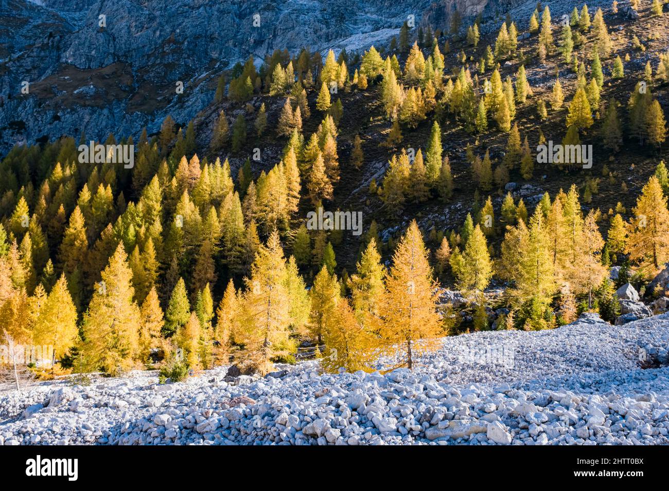 Colorful larches and pine trees in the valley Val Venegia at the foot ...