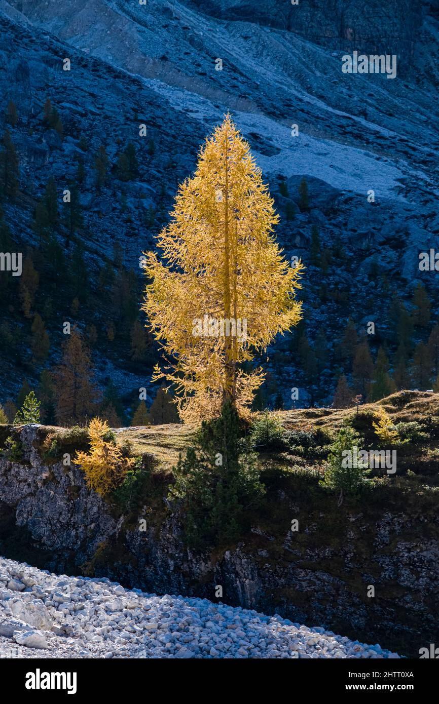 Colorful larches and pine trees in the valley Val Venegia at the foot ...