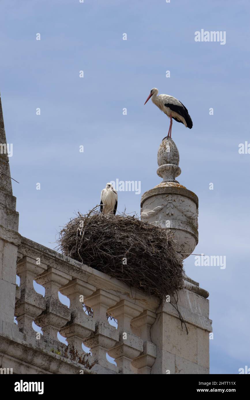 Vertical shot of two storks standing in their nest on a church Stock ...