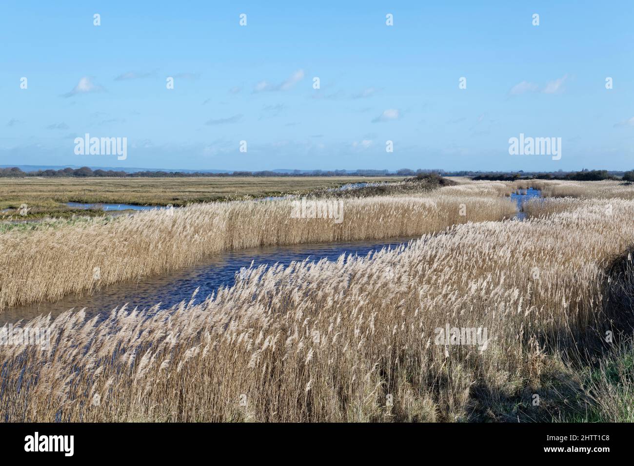 Common reeds (Phragmites australis) fringing the Long Pool, with tidal ...