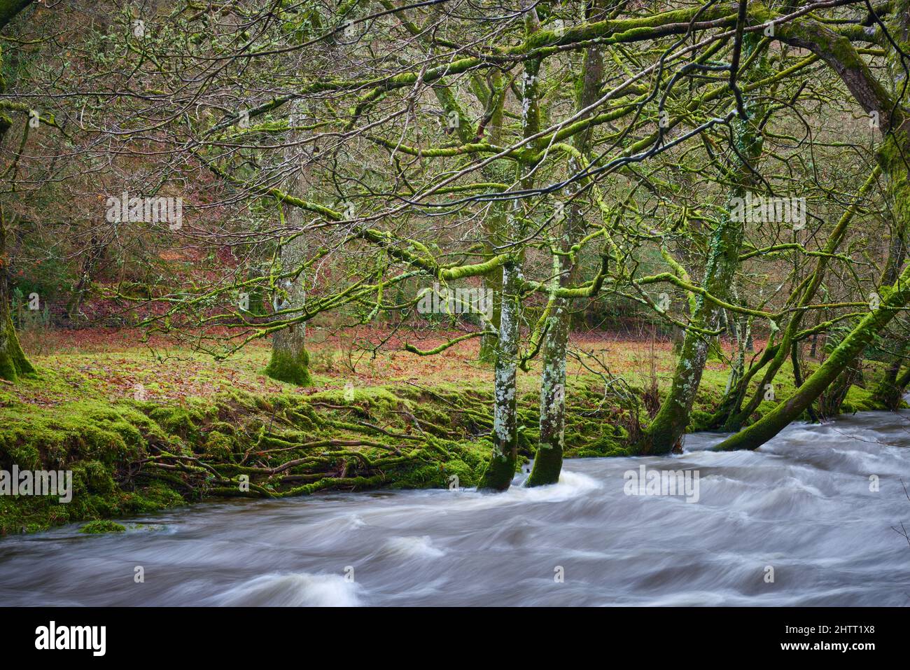Lush trees riverbank hi-res stock photography and images - Alamy