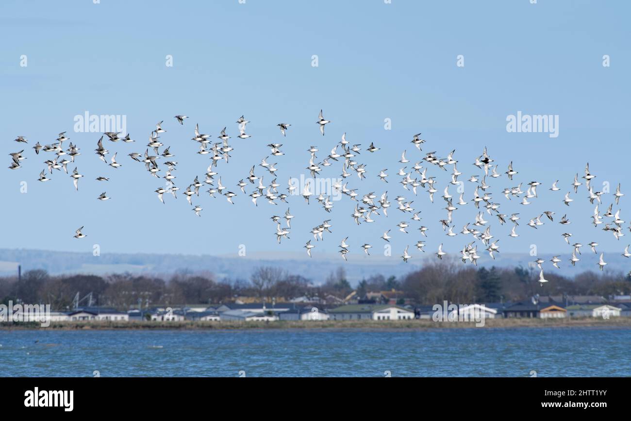 Grey plover flight uk hi-res stock photography and images - Alamy