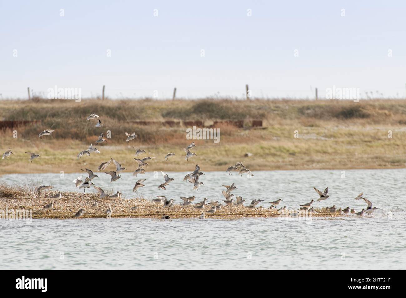 Grey plover, Red knot, and Dunlin, landing to join others gathered at a ...