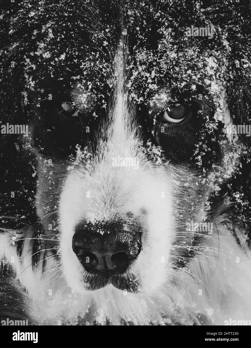 Dog weather Black and White Stock Photos & Images - Alamy