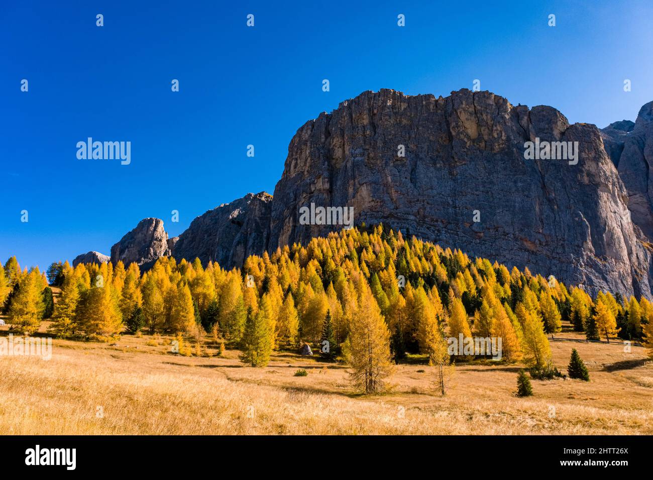 Colorful larches and pine trees in the upper valley Val Gardena in ...