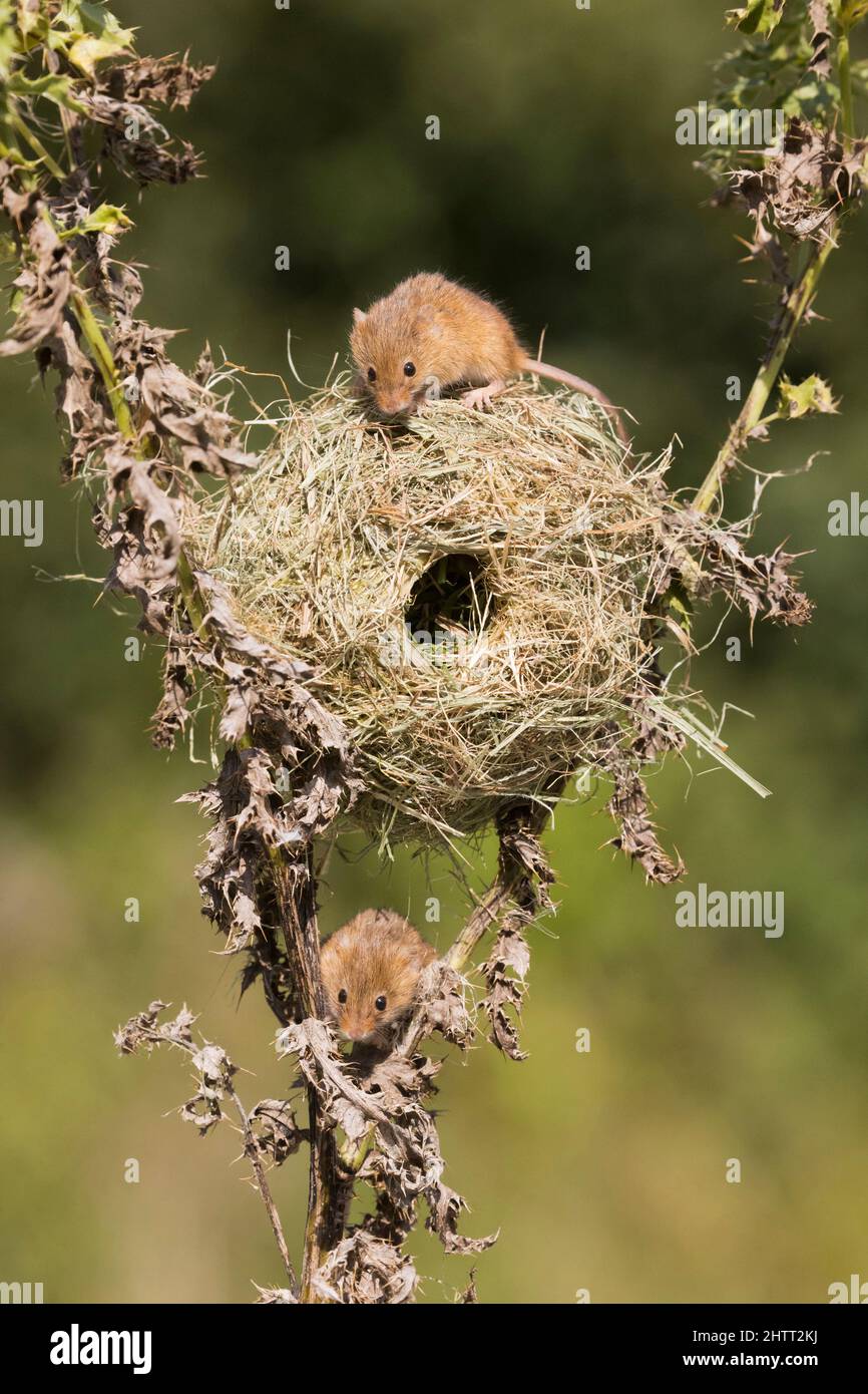 Harvest Mouse Nest