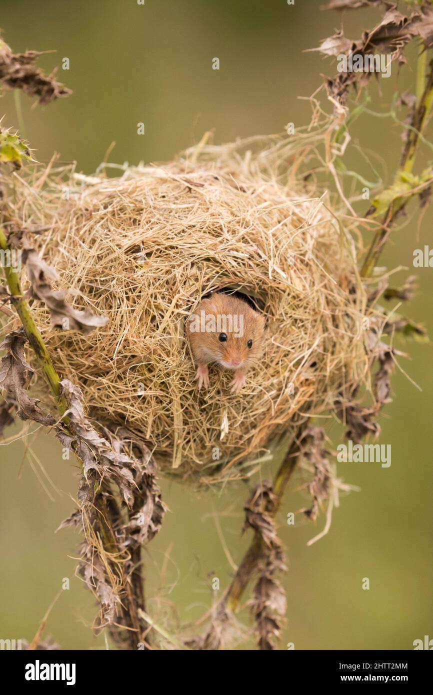 Harvest Mouse (Micromys minutus) adult looking out from nest Stock ...