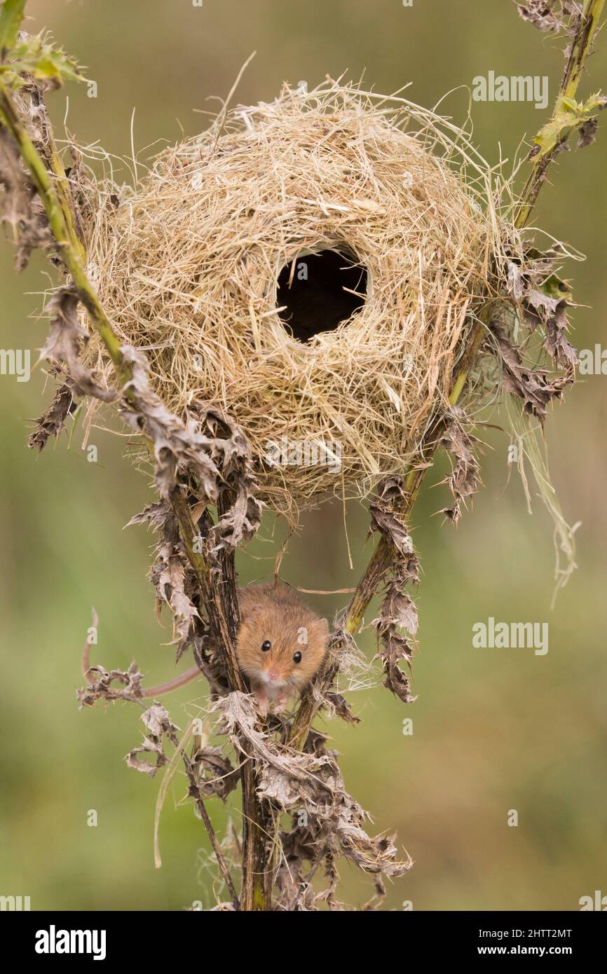 Harvest Mouse (Micromys minutus) adult at nest Stock Photo - Alamy