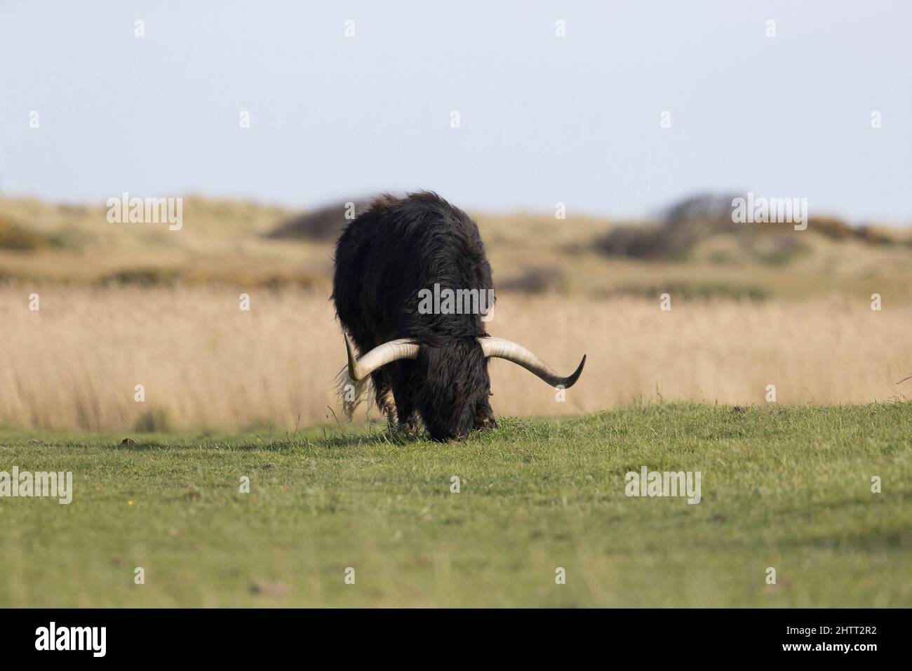 Adult highland cattle hi-res stock photography and images - Alamy