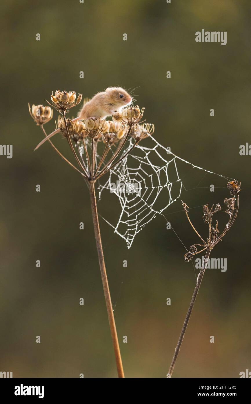 Harvest spider hi-res stock photography and images - Alamy