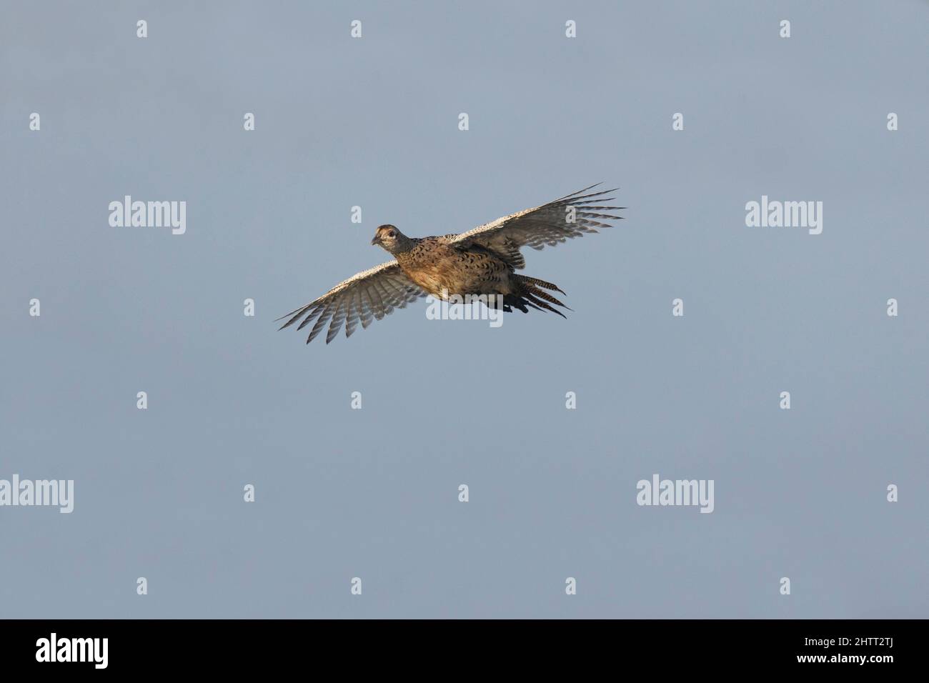 Common Pheasant (Phasianus colchicus) adult female flying Stock Photo ...