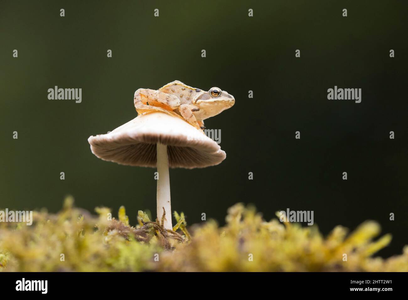 Toadstool frog hi-res stock photography and images - Alamy