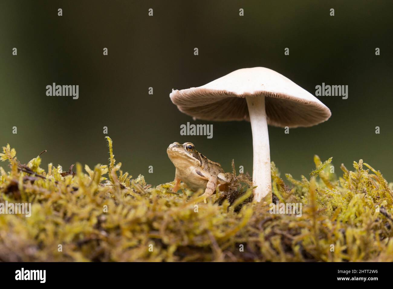 Toadstool frog hi-res stock photography and images - Alamy