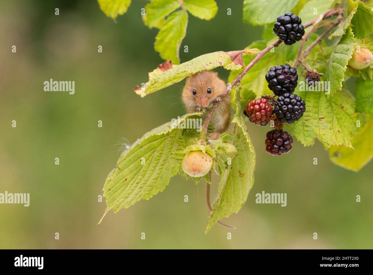 Harvest Mouse (Micromys minutus) adult standing among Hazel (Corylus ...
