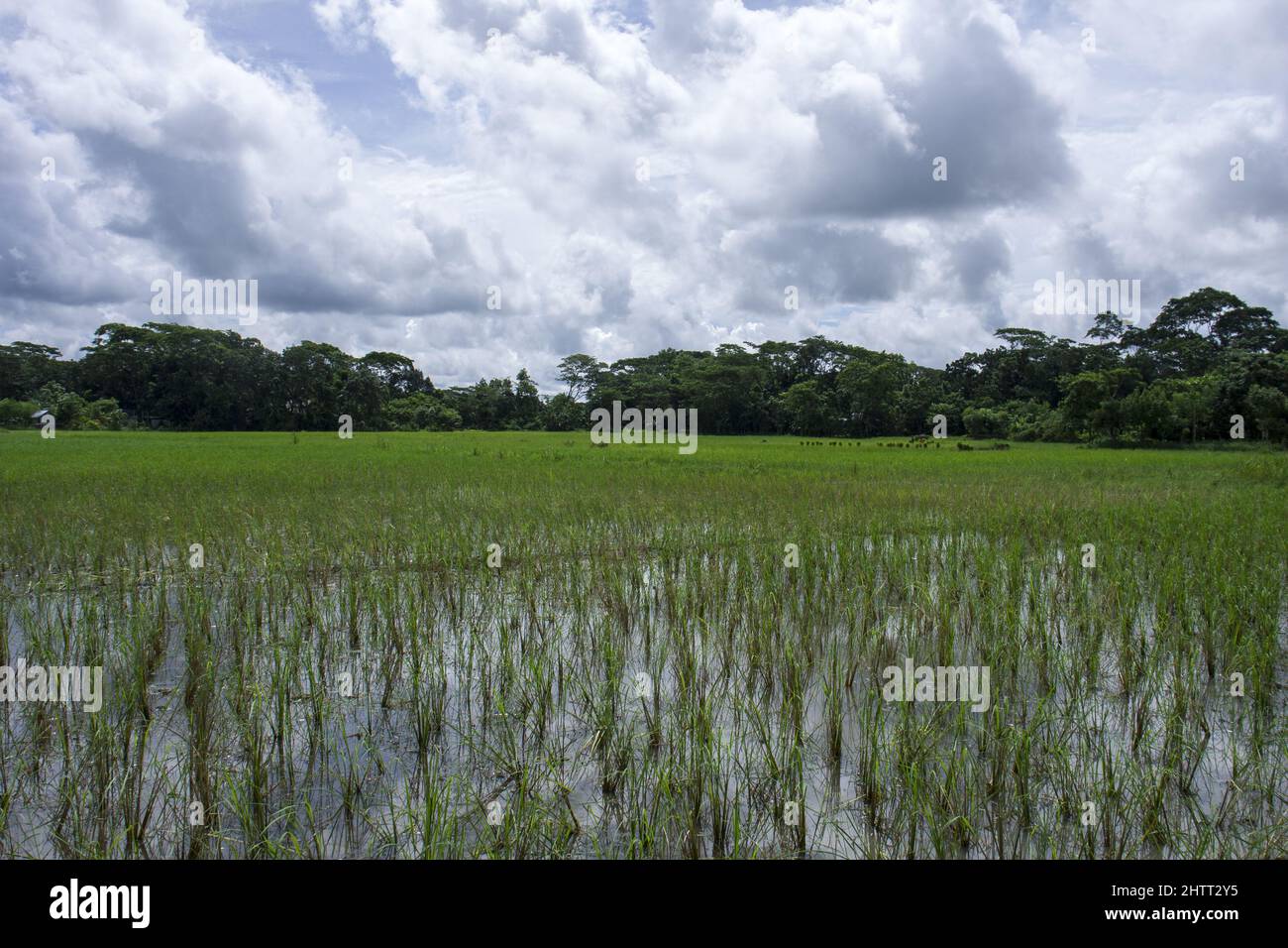 Landscape view of the green grass, trees and dramatic sky Stock Photo ...