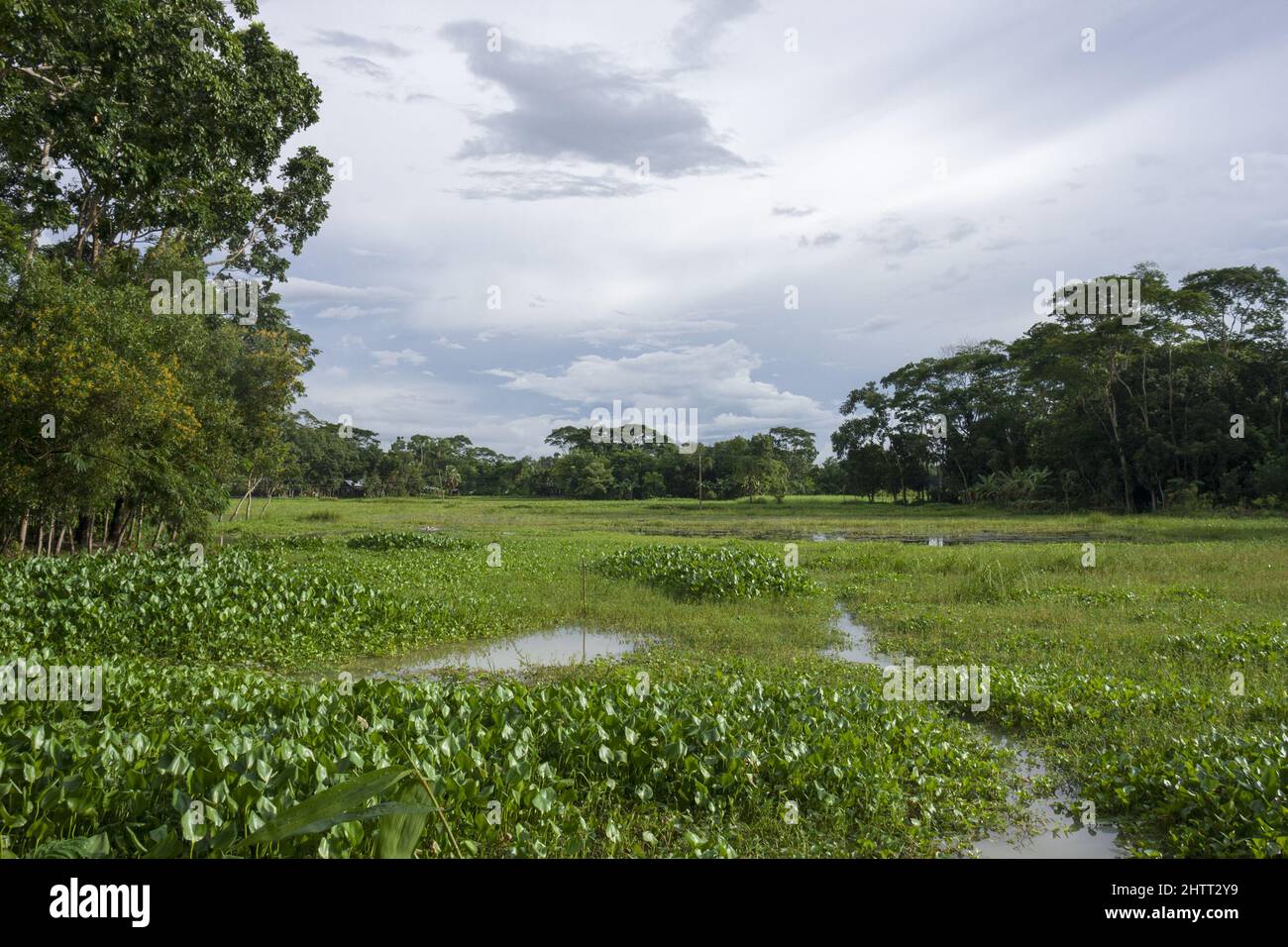 Landscape view of the fields, ponds and trees Stock Photo - Alamy