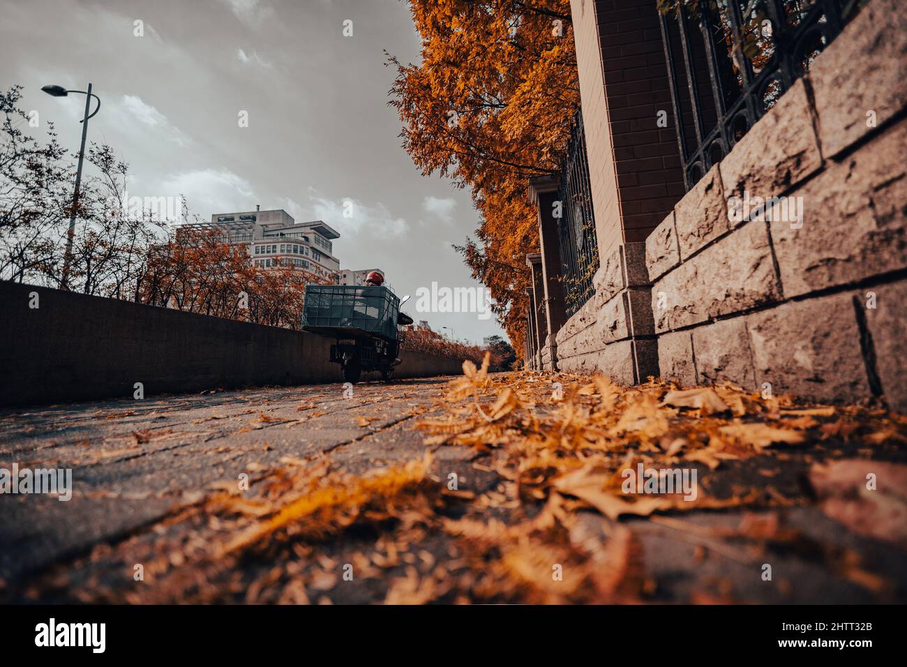 Autumn leaves outside Fudan Univeristy in Shanghai Stock Photo - Alamy