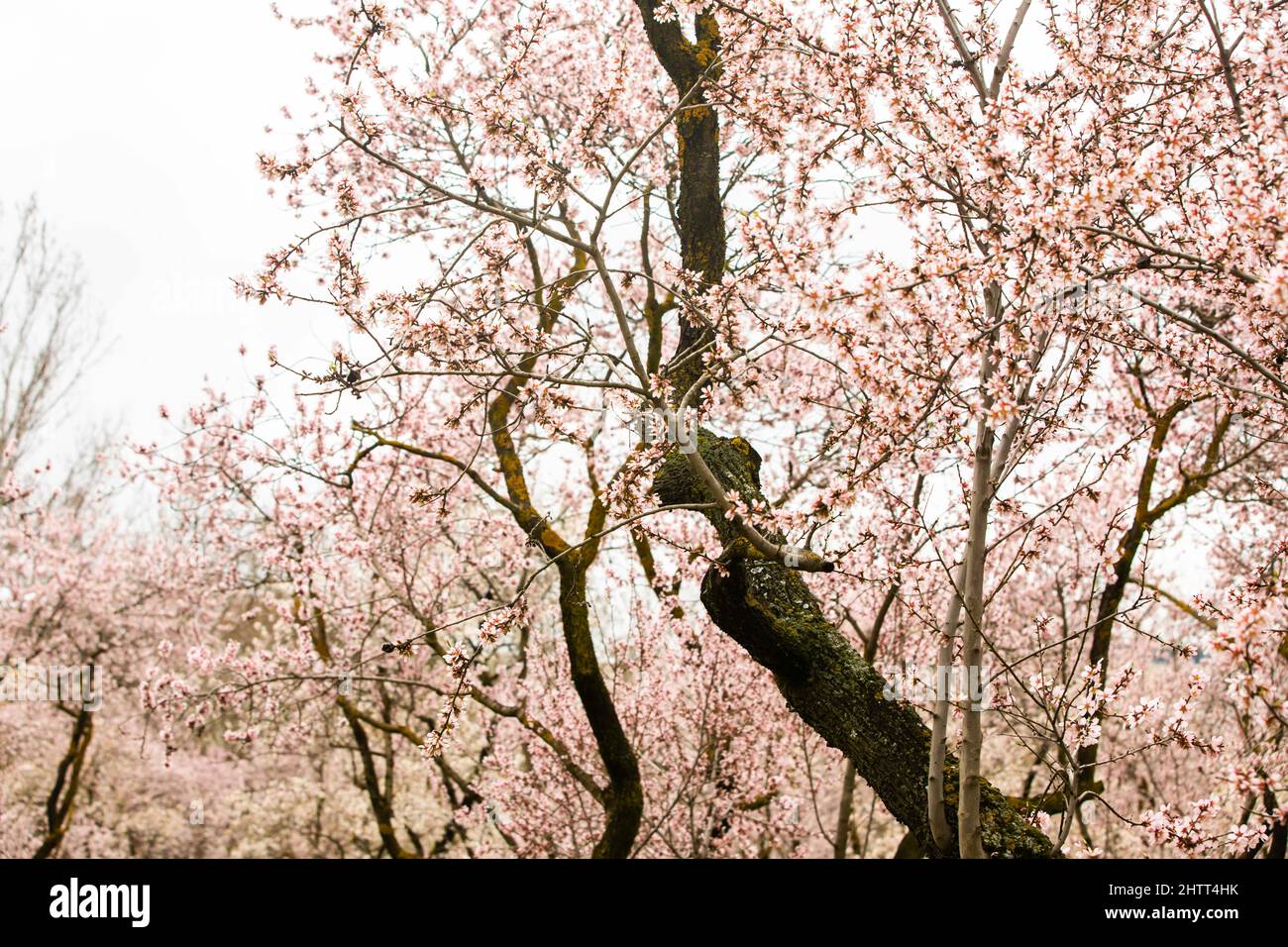 Double flowering plum (Prunus triloba) and White flowering almond ...