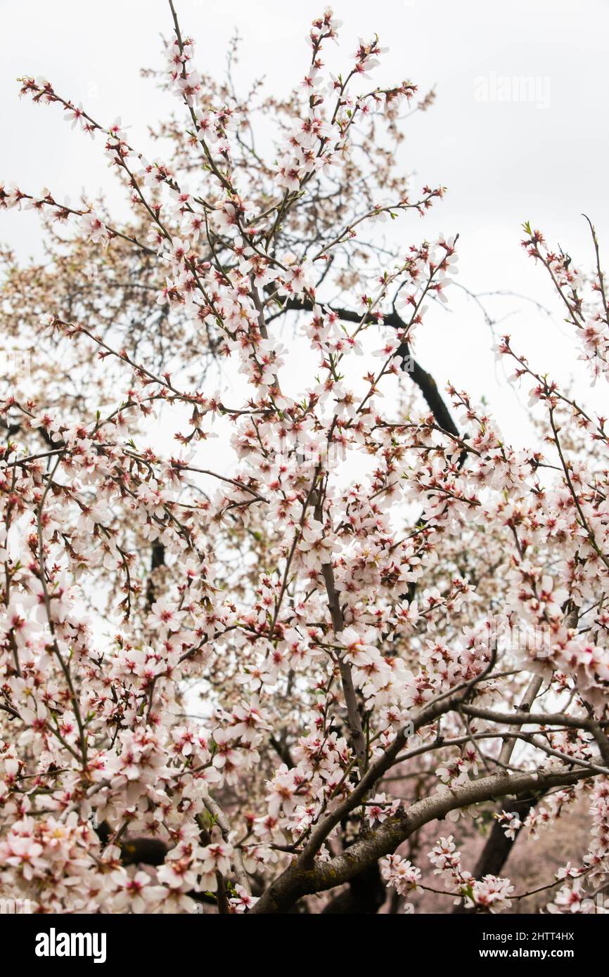 Double flowering plum (Prunus triloba) and White flowering almond ...