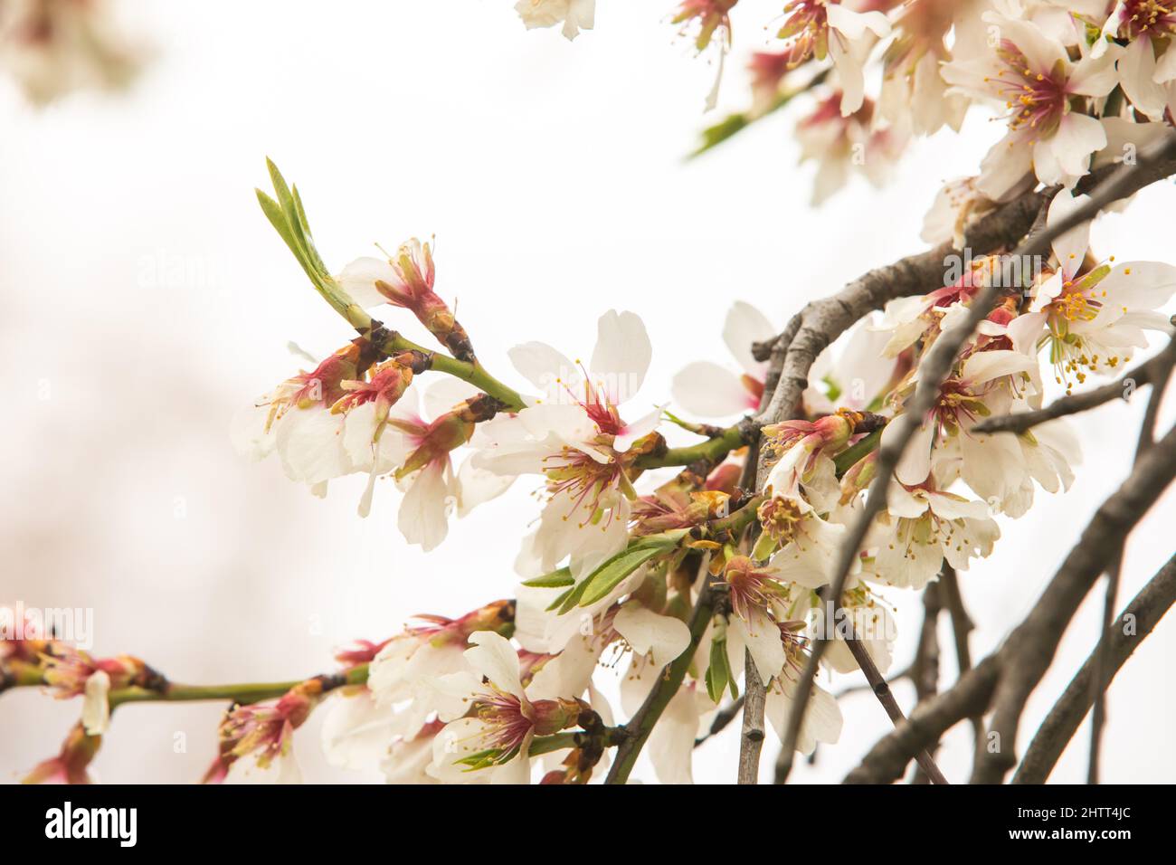 Double flowering plum (Prunus triloba) and White flowering almond ...